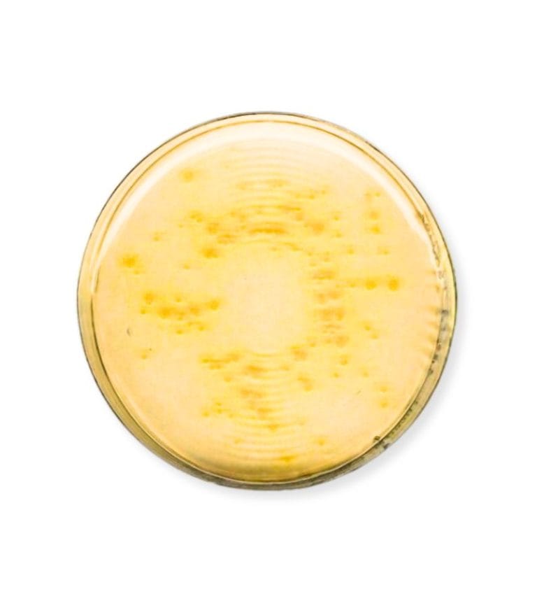 Extran® Detergente para laboratorios – Labomersa